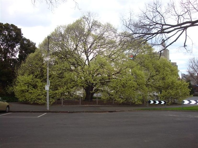 An arboreal affair: Melbourne's love letters to trees | ArchitectureAu