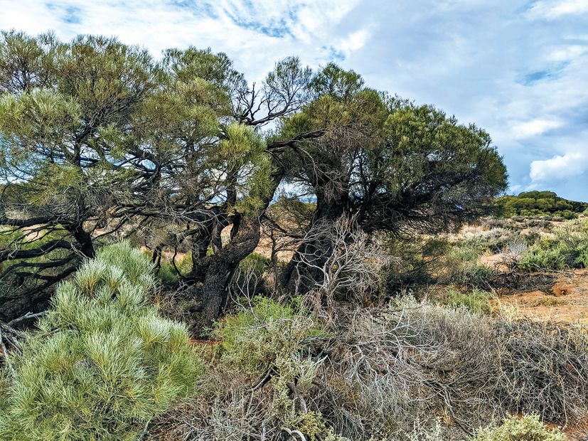 Outback ecologies: Australian Arid Lands Botanic Garden | Landscape ...