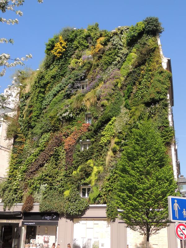 Vertical gardens: Patrick Blanc | ArchitectureAu