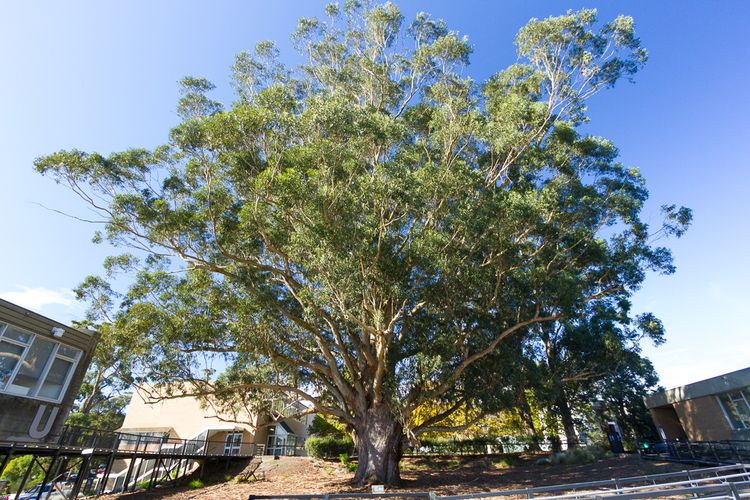 2019 Victorian Tree of the Year announced | Landscape Australia