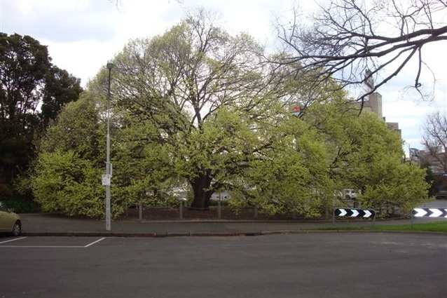 An arboreal affair: Melbourne's love letters to trees | ArchitectureAU