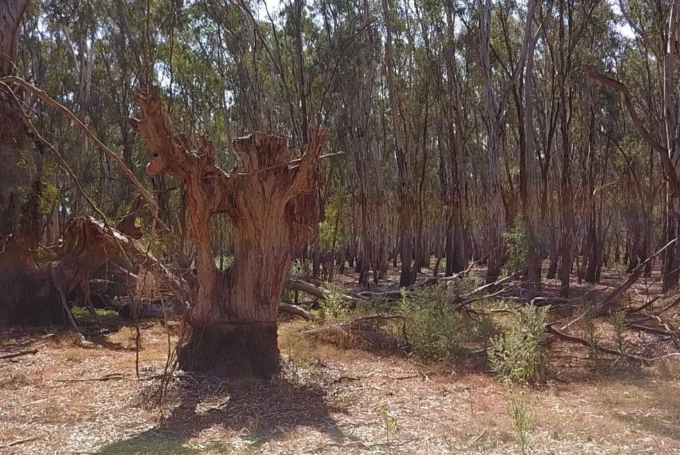 The ring trees of Victoria's Watti Watti people are an extraordinary ...