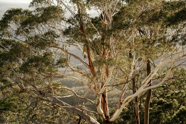 Five ingenious things trees do that human designers can learn from ...